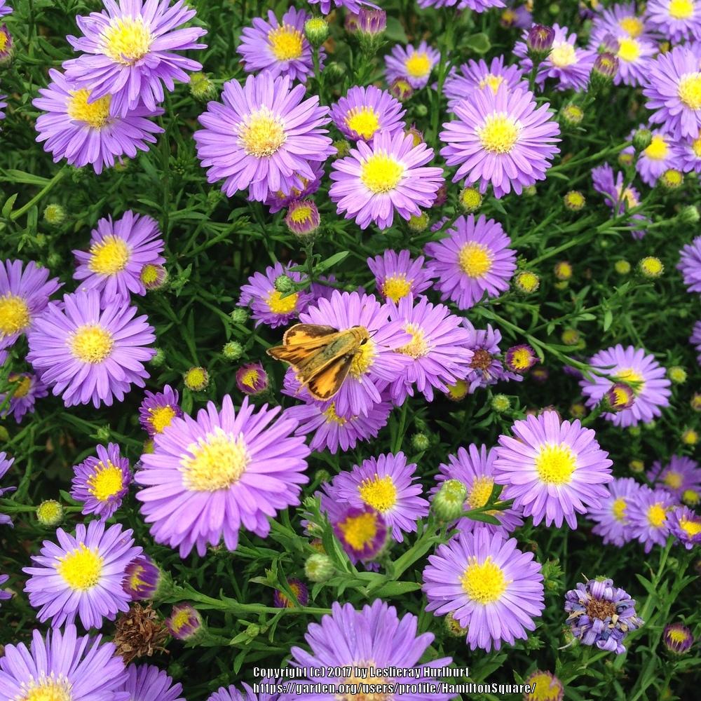 Asters: Plant Care and Collection of Varieties - Garden.org