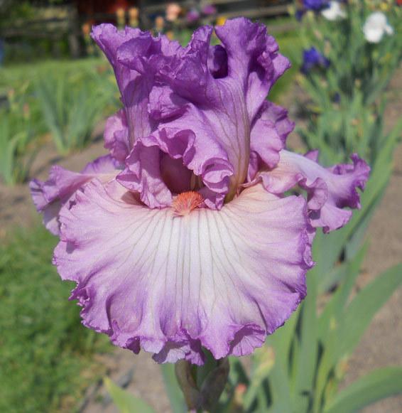 Photo of the entire plant of Tall Bearded Iris (Iris 'Edifice') posted ...