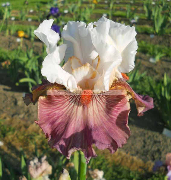 Tall Bearded Iris (Iris 'Back to the Future') in the Irises Database ...