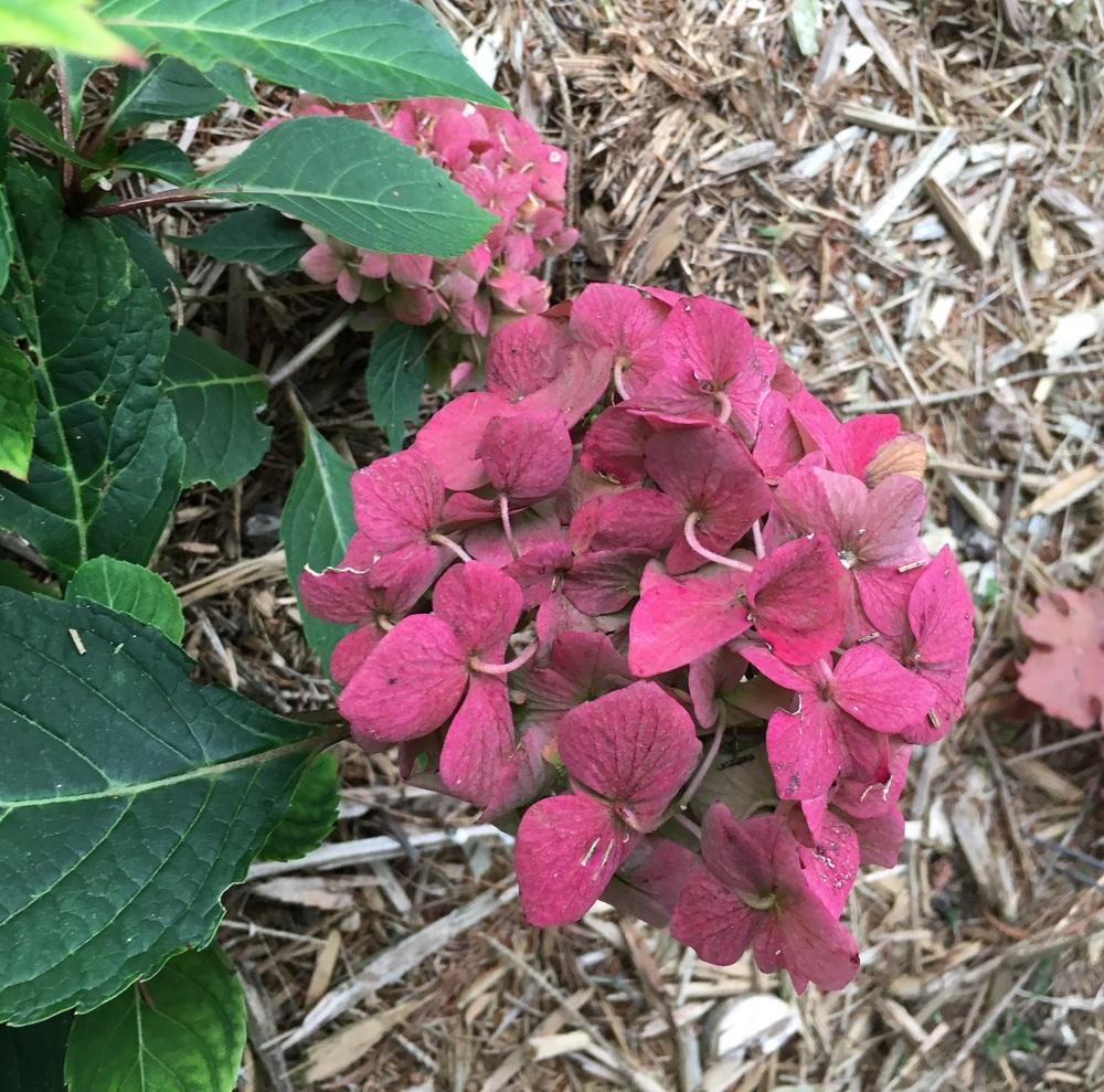 Photo of the bloom of Bigleaf Hydrangea (Hydrangea macrophylla Endless ...
