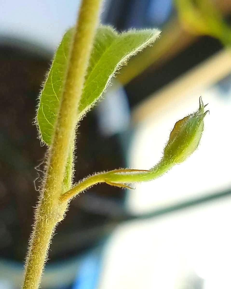 Photo of the closeup of buds, sepals and receptacles of Tangled Morning ...