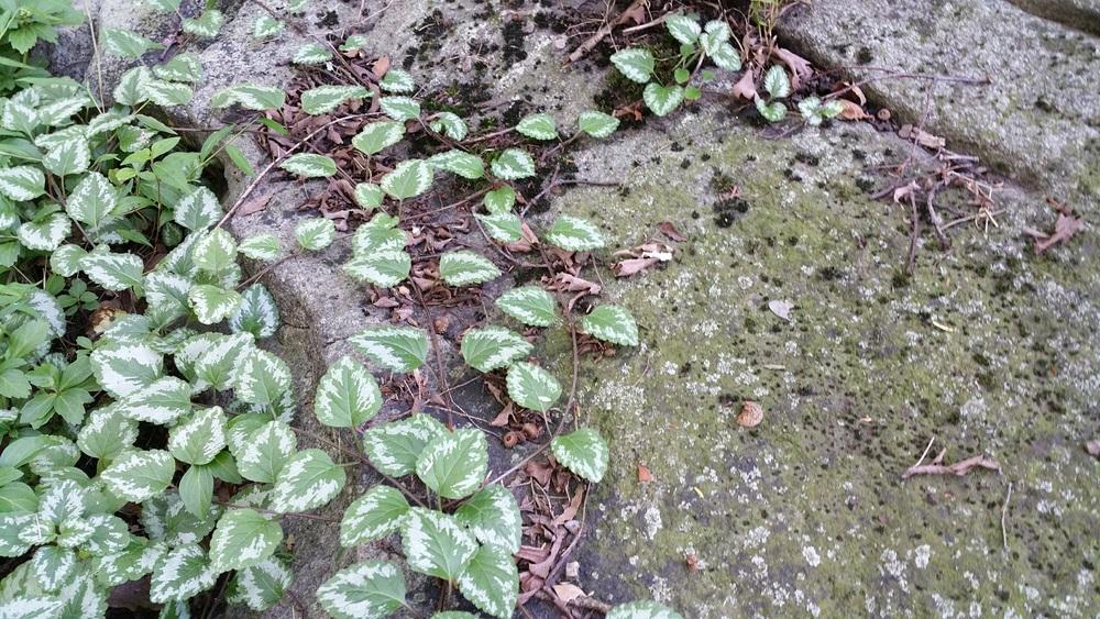 Please help me to identify ... in the Plant ID forum - Garden.org