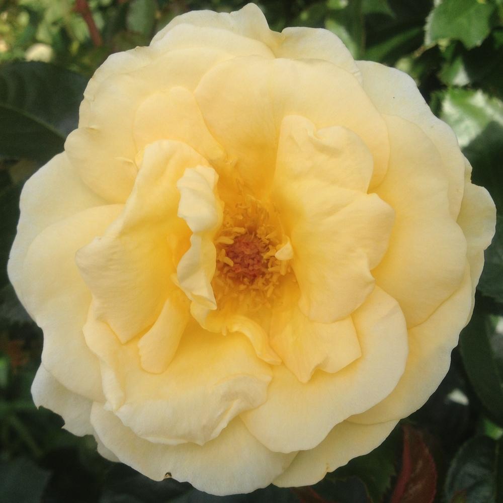 Photo of the bloom of Rose (Rosa 'Sunshine Daydream') posted by csandt ...