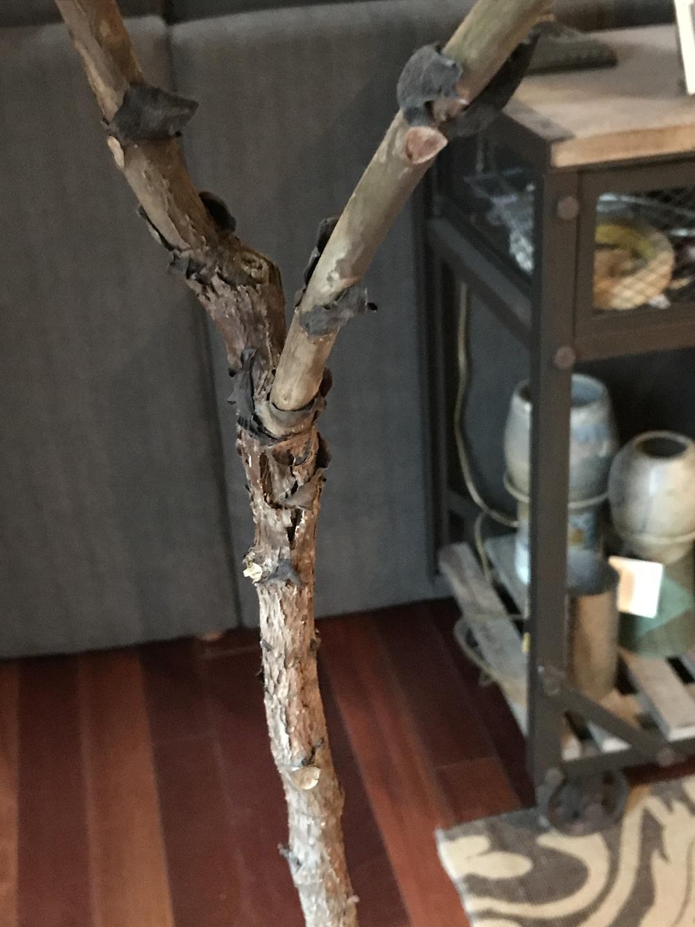Need Help: My FLF is top heavy and trunk is splitting due to the weight ...
