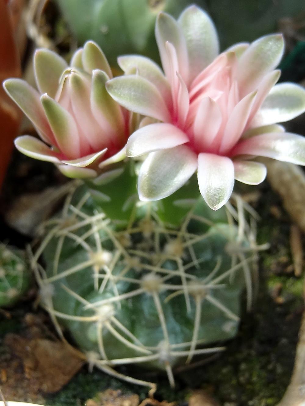 Photo of the entire plant of Capilla del Monte Chin Cactus ...