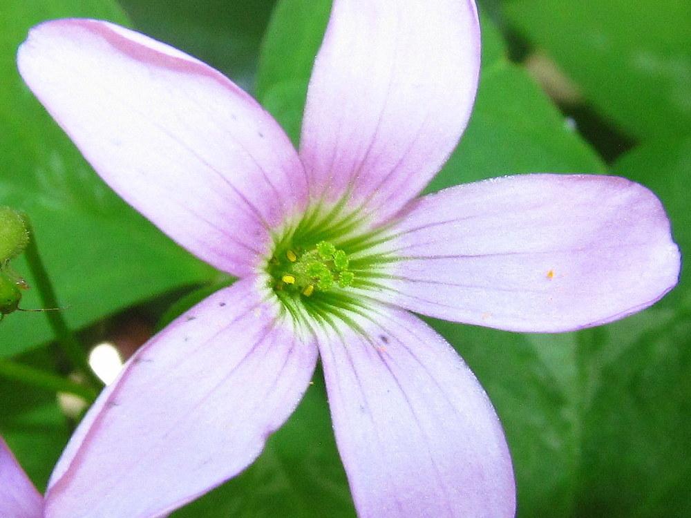 Photo of the stamens, filaments and pistils of Wood Sorrel (Oxalis ...