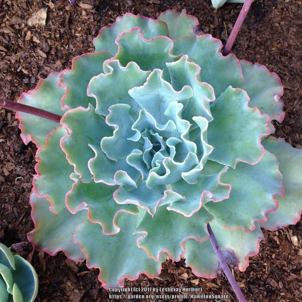Echeverias: Plant Care and Collection of Varieties - Garden.org