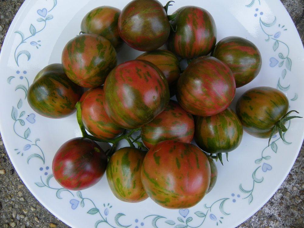 Tomato (Solanum lycopersicum 'Violet Jasper') in the Tomatoes Database ...