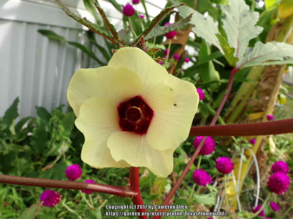 Okra: Plant Care and Collection of Varieties - Garden.org