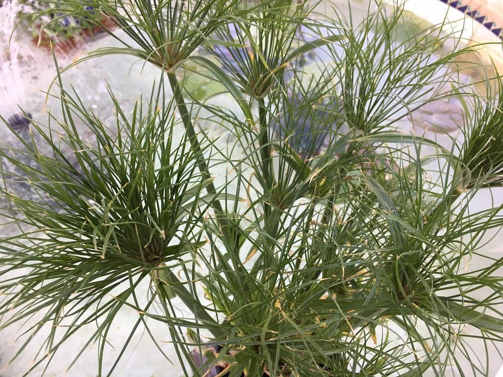 Dwarf Papyrus (Cyperus prolifer) - Garden.org