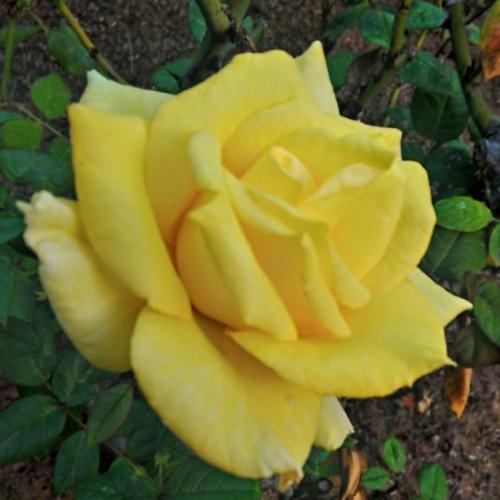 Rose (Rosa 'Ch-Ching!') in the Roses Database - Garden.org