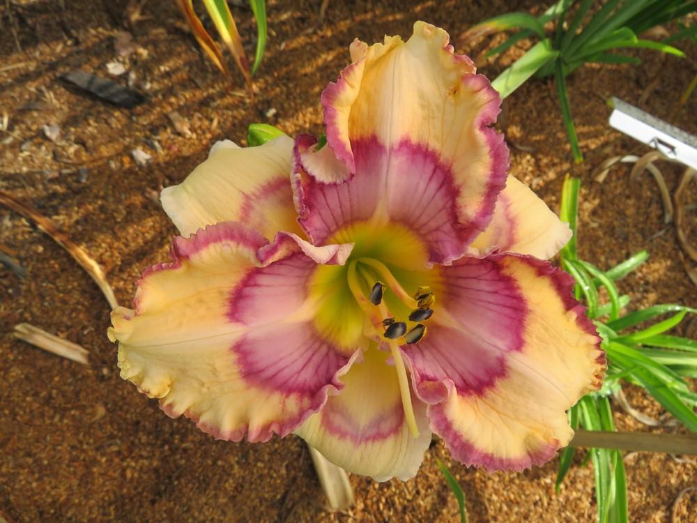 Daylily (Hemerocallis 'Sunset Riviera') in the Daylilies Database ...