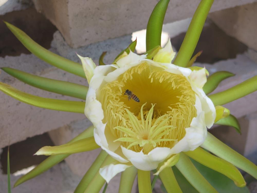 Photo of the bloom of Dragon Fruit (Selenicereus undatus) posted by ...