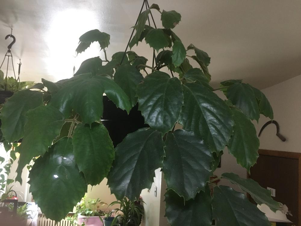 Photo of the leaves of Chestnut Vine (Tetrastigma voinierianum) posted ...