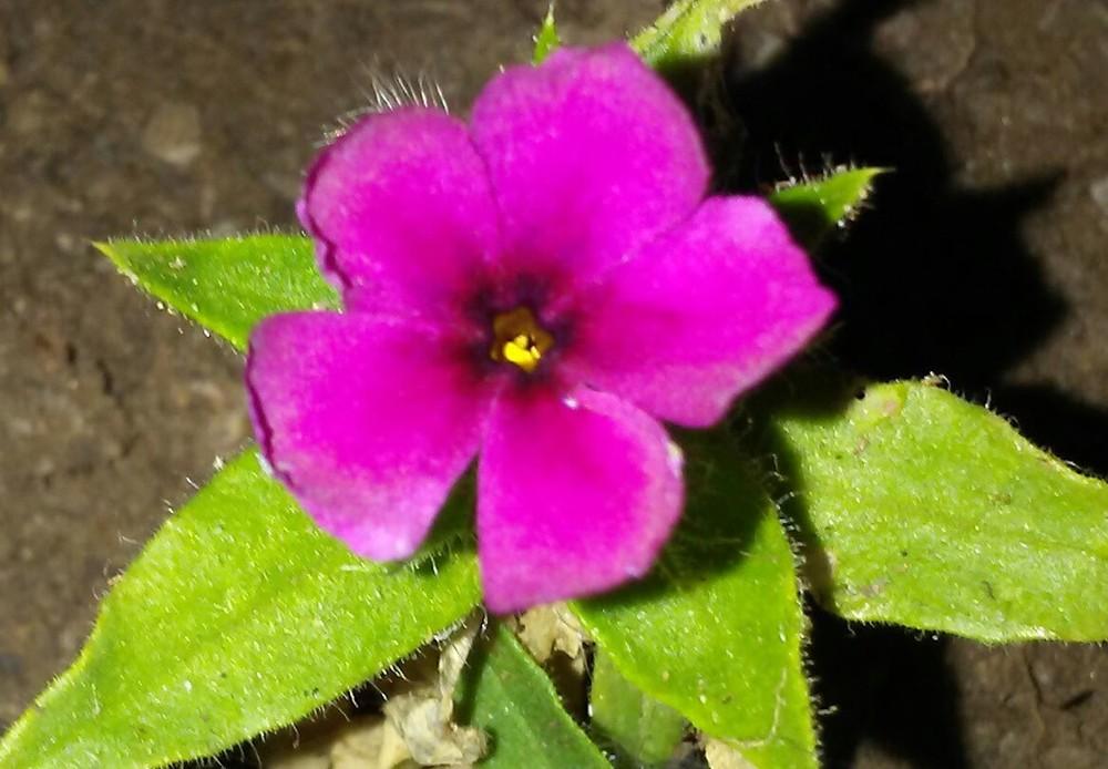 Phlox (Phlox drummondii 'Beauty Formula Mix') in the Phloxes Database ...