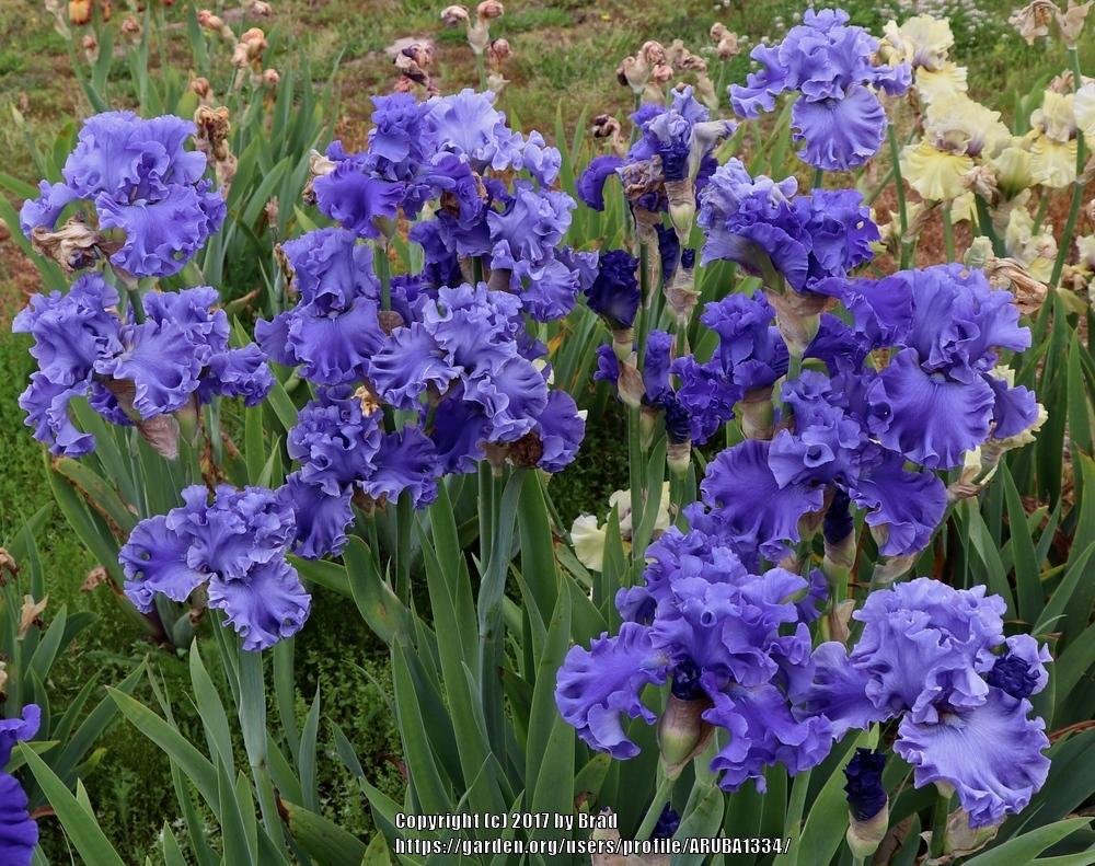 Photo of the bloom of Tall Bearded Iris (Iris 'Sea Power') posted by ...