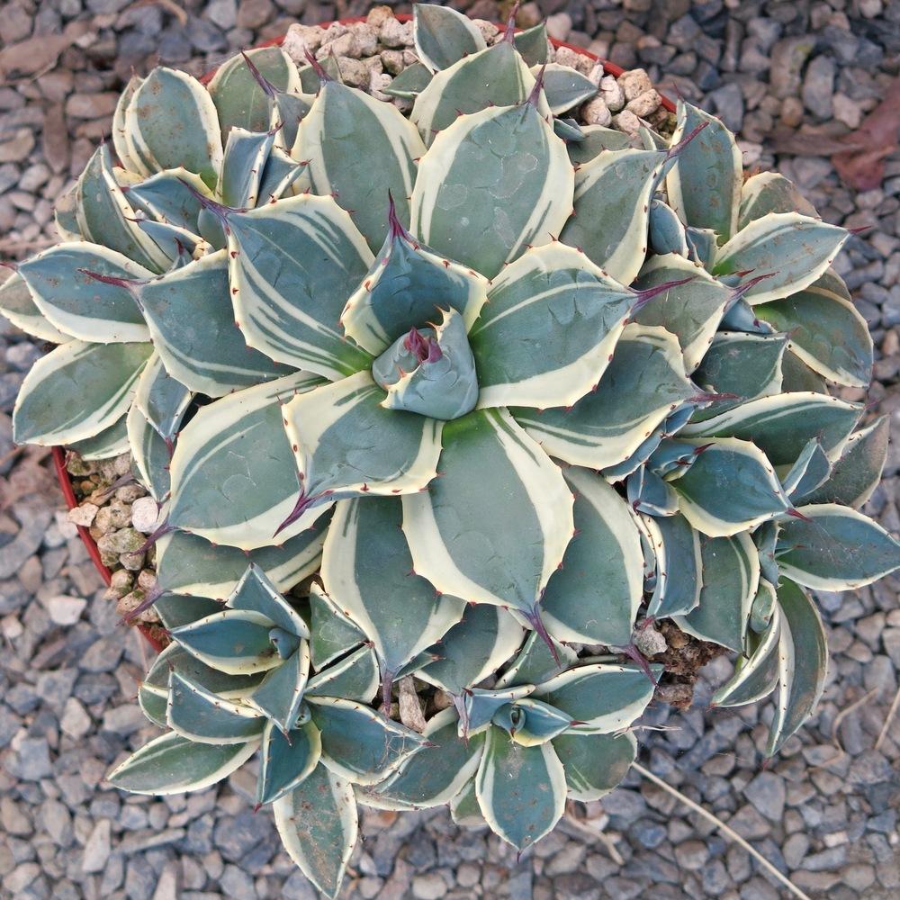 Photo of the entire plant of Agave (Agave applanata 'Cream Spike ...