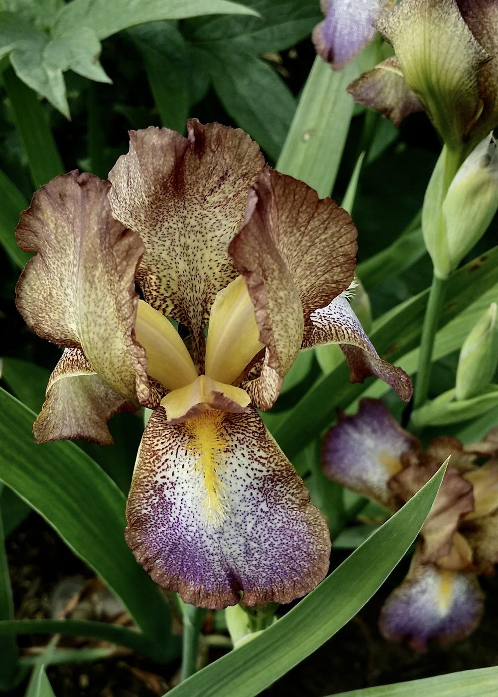 Miniature Tall Bearded Iris (Iris 'Merit') in the Irises Database ...
