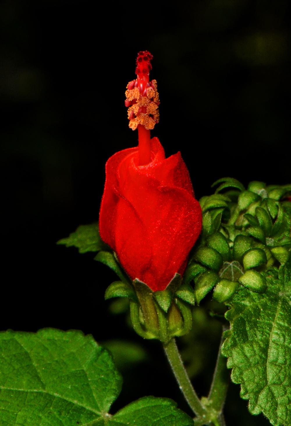 Photo of the bloom of Turk's Cap (Malvaviscus arboreus var. drummondii) posted by dawiz1753 ...