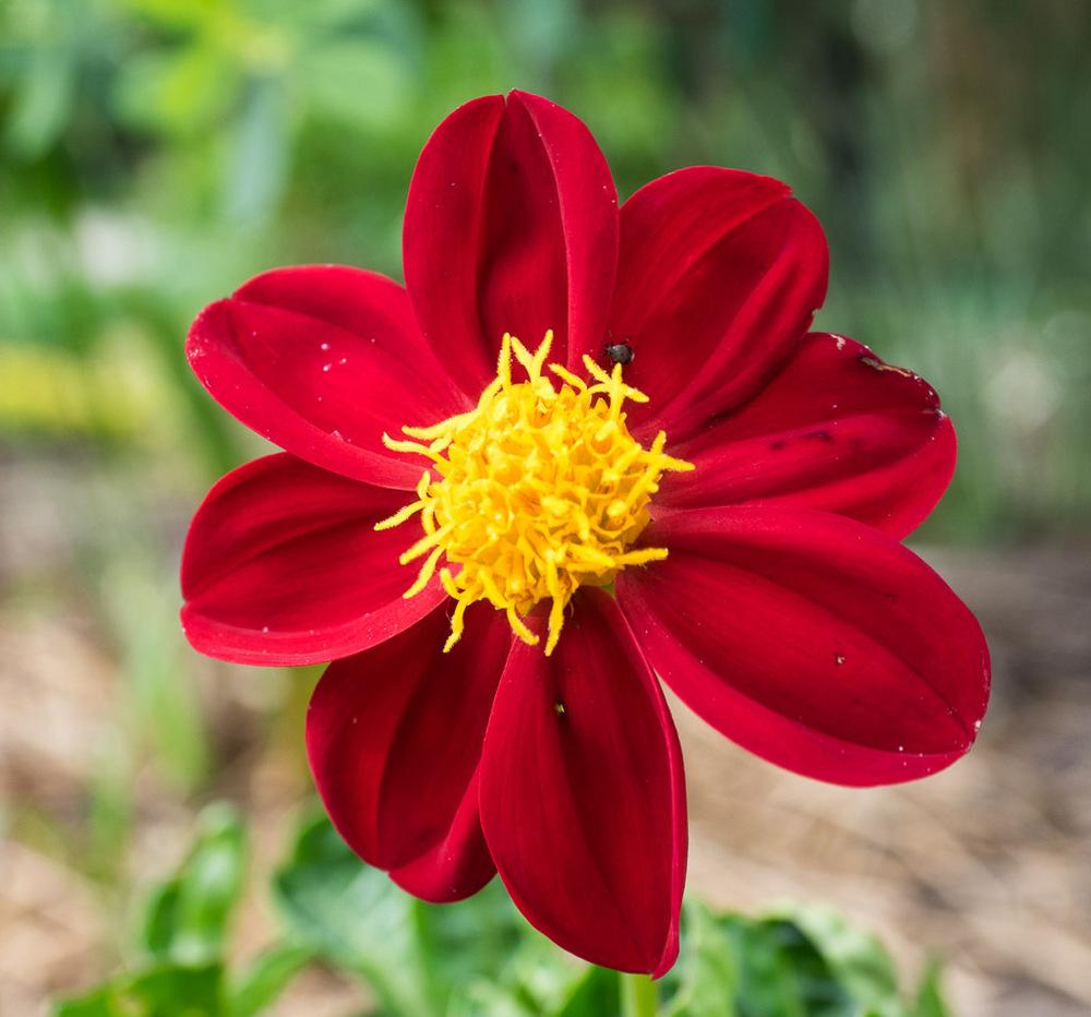 Dahlia (Dahlia pinnata 'Opera Red') in the Dahlias Database - Garden.org