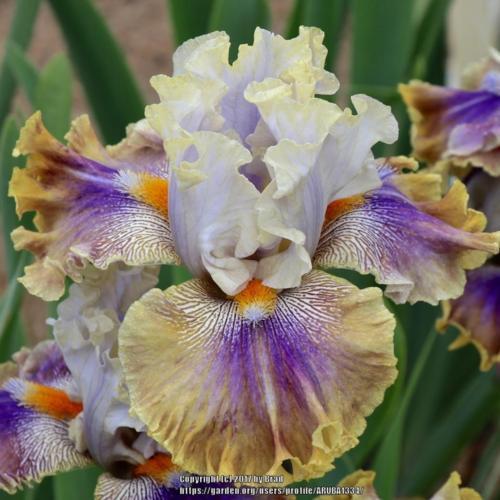 Tall Bearded Iris (Iris 'Rare Blend') in the Irises Database - Garden.org