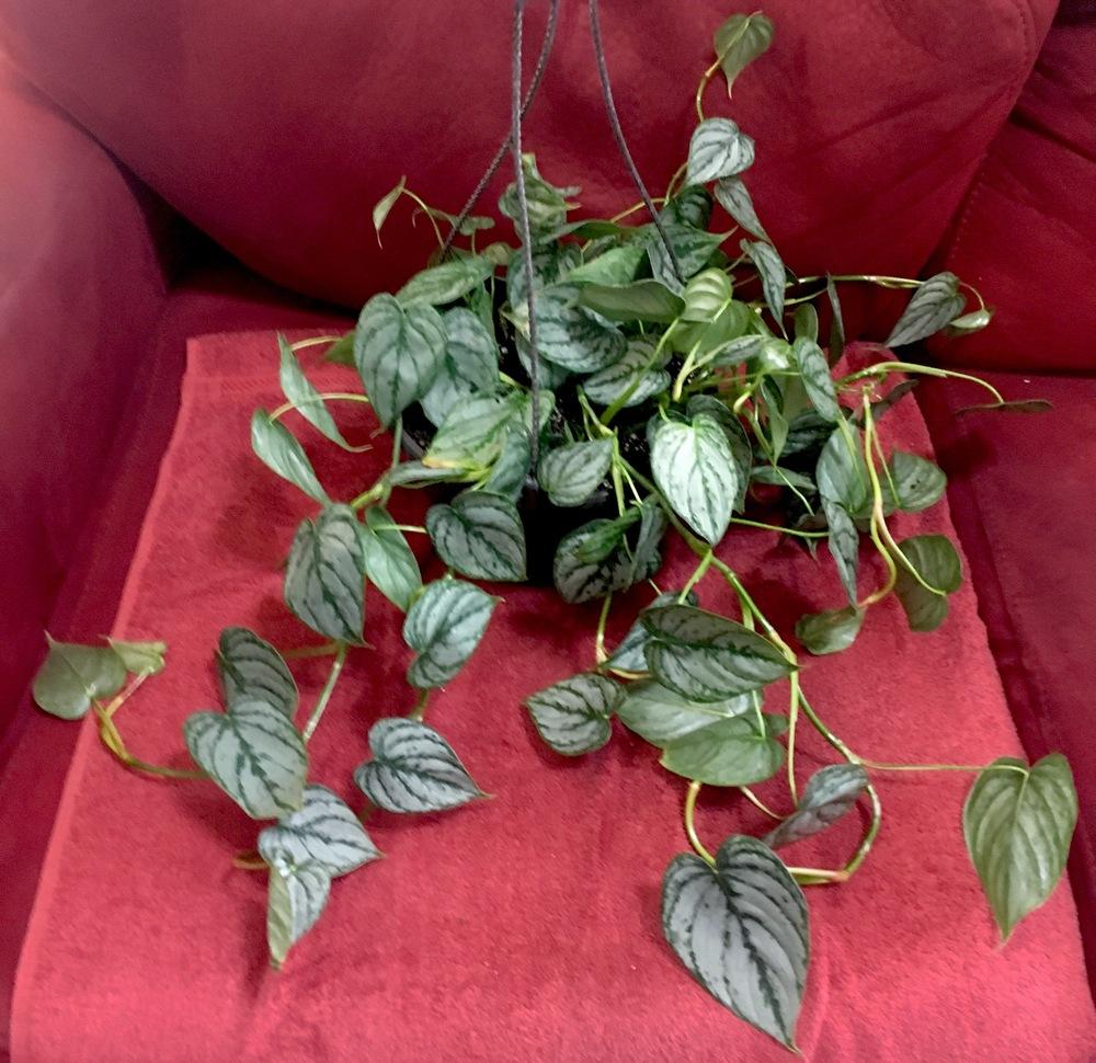 Brandtianum - emsekflol.com