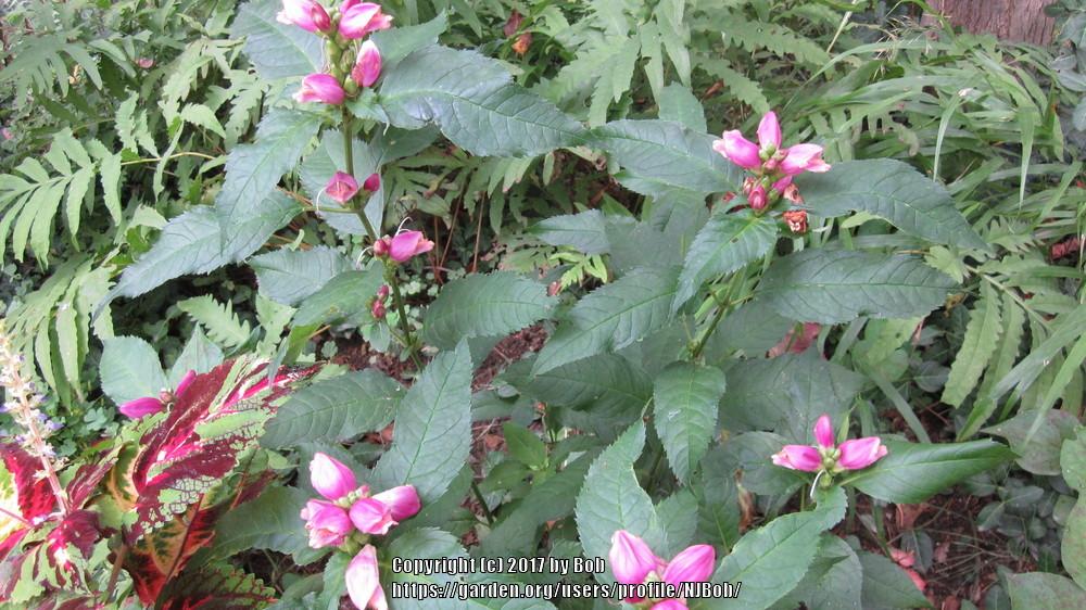 Photo of the entire plant of Pink Turtlehead (Chelone lyonii 'Hot Lips ...