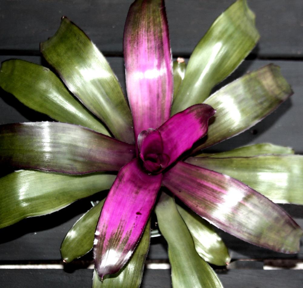 Photo of the entire plant of Bromeliad (Neoregelia 'Purple Star ...
