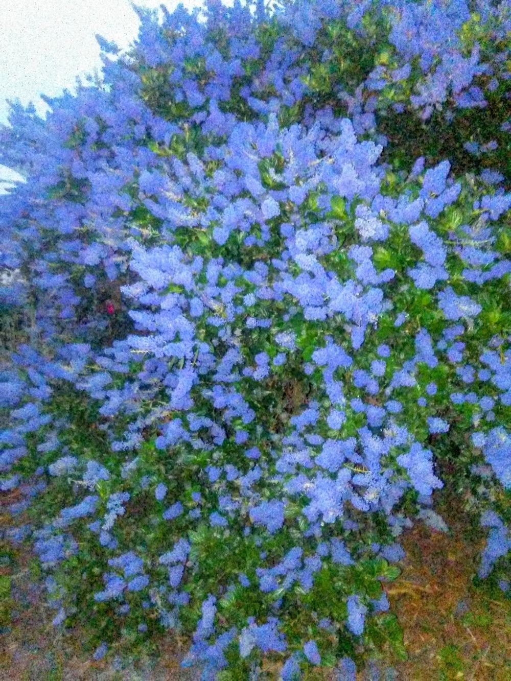 Photo of the entire plant of California Lilac (Ceanothus) posted by ...