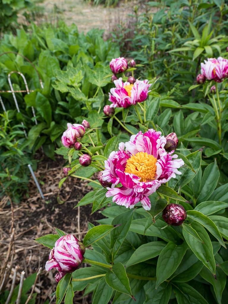 Peonies: Plant Care and Collection of Varieties - Garden.org