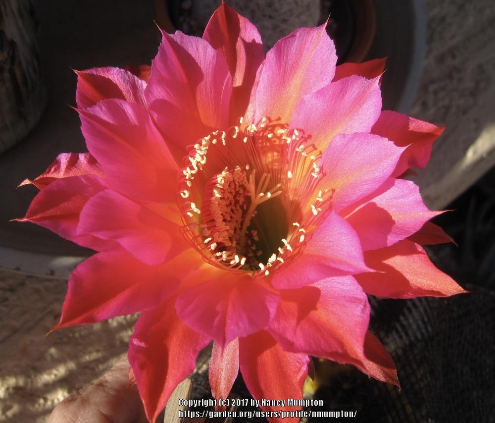 Echinopsis Hybrid (Echinopsis 'Yes!') - Garden.org