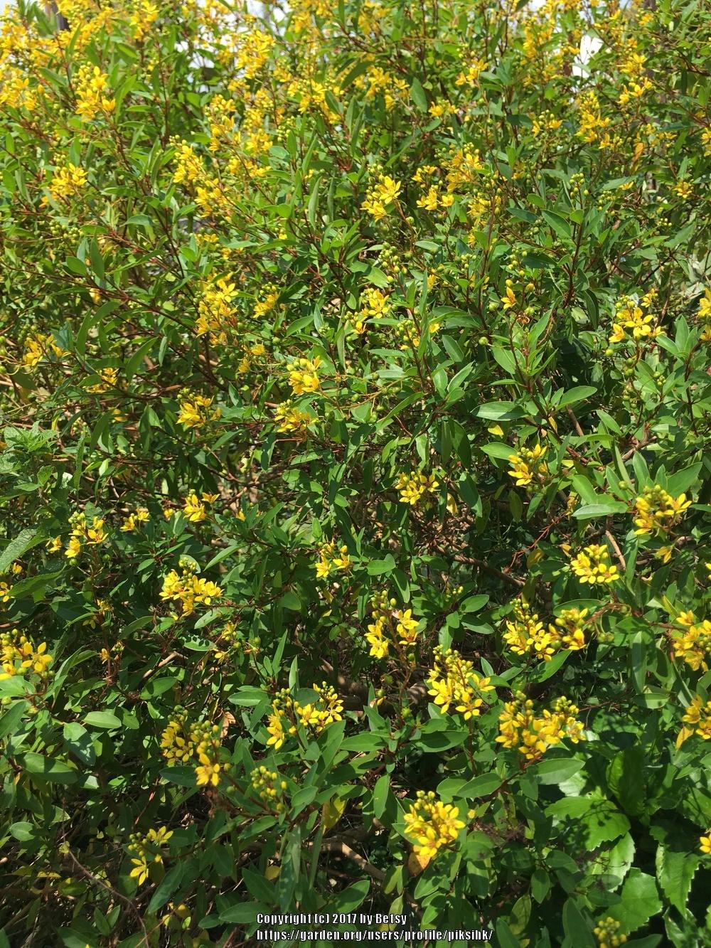 Photo of the entire plant of Golden Thryallis (Galphimia glauca) posted ...