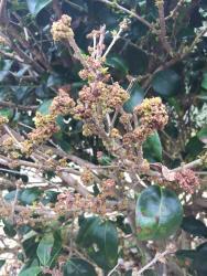 Diseased ligustrum in the Ask a Question forum - Garden.org