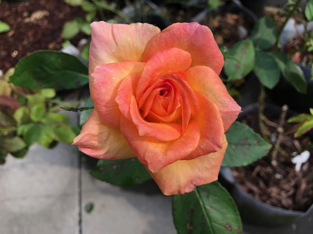 Rose (Rosa 'Royal Welcome') in the Roses Database - Garden.org