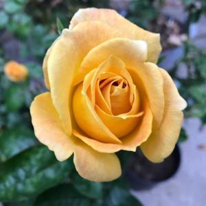 Rose (Rosa 'Oregold') in the Roses Database - Garden.org