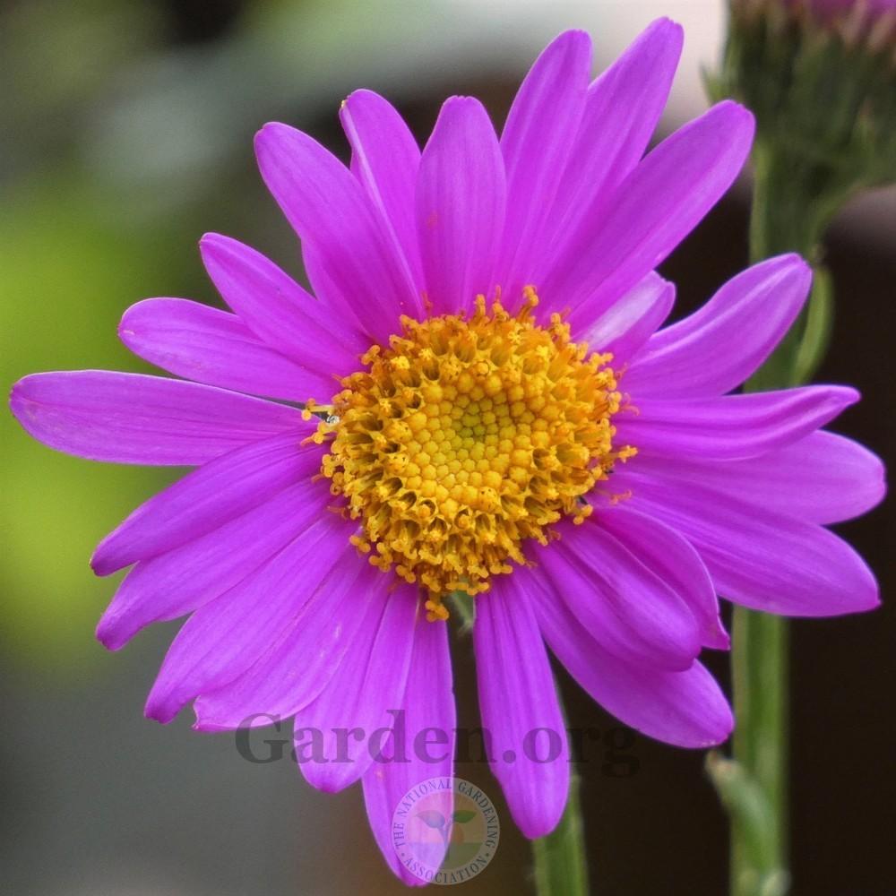 Senecio pulcher - Garden.org