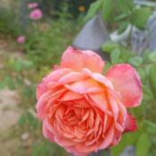 Rose (Rosa 'Portlandia') in the Roses Database - Garden.org