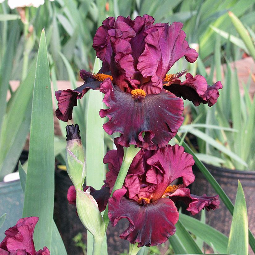 Tall Bearded Iris (Iris 'Smiles at Midnight') in the Irises Database ...