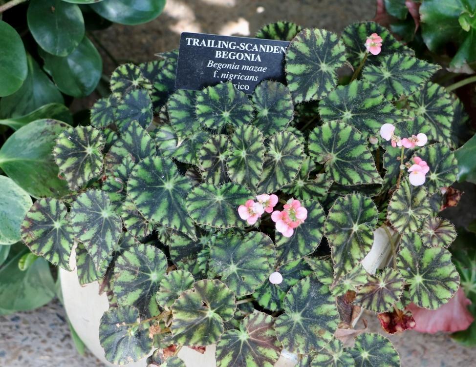Begonia (Begonia mazae) in the Begonias Database - Garden.org