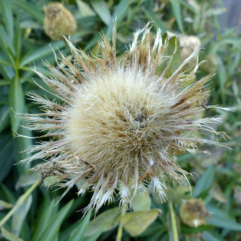 Photo of the seed pods or heads of Shaving Brush (Plectocephalus ...