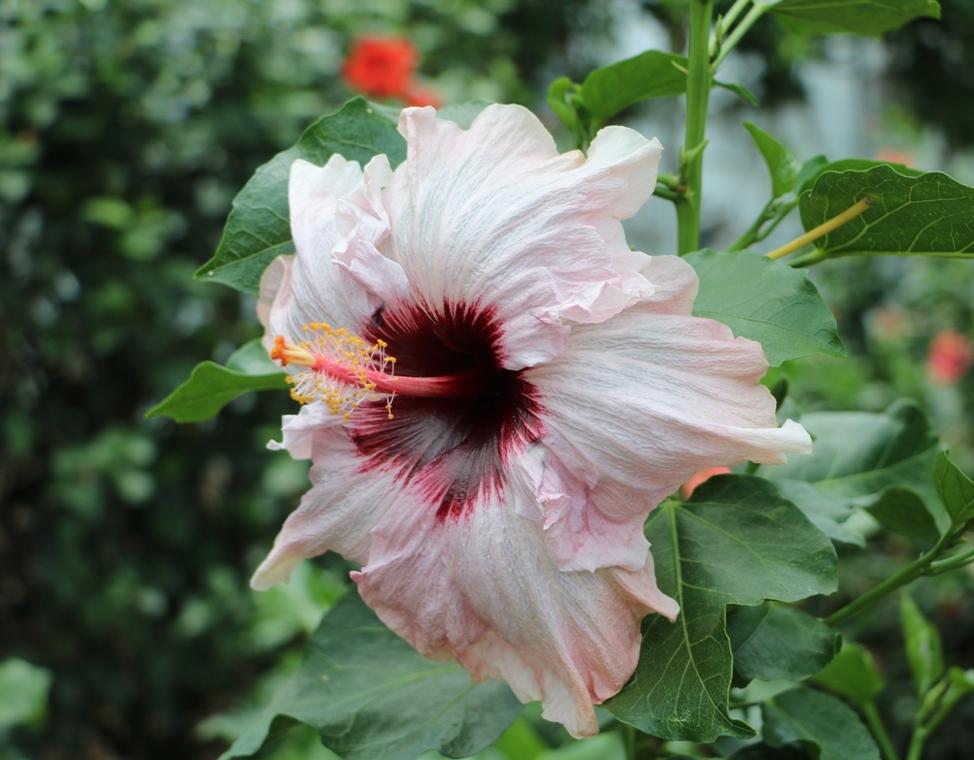 Tropical Hibiscuses: Plant Care and Collection of Varieties - Garden.org