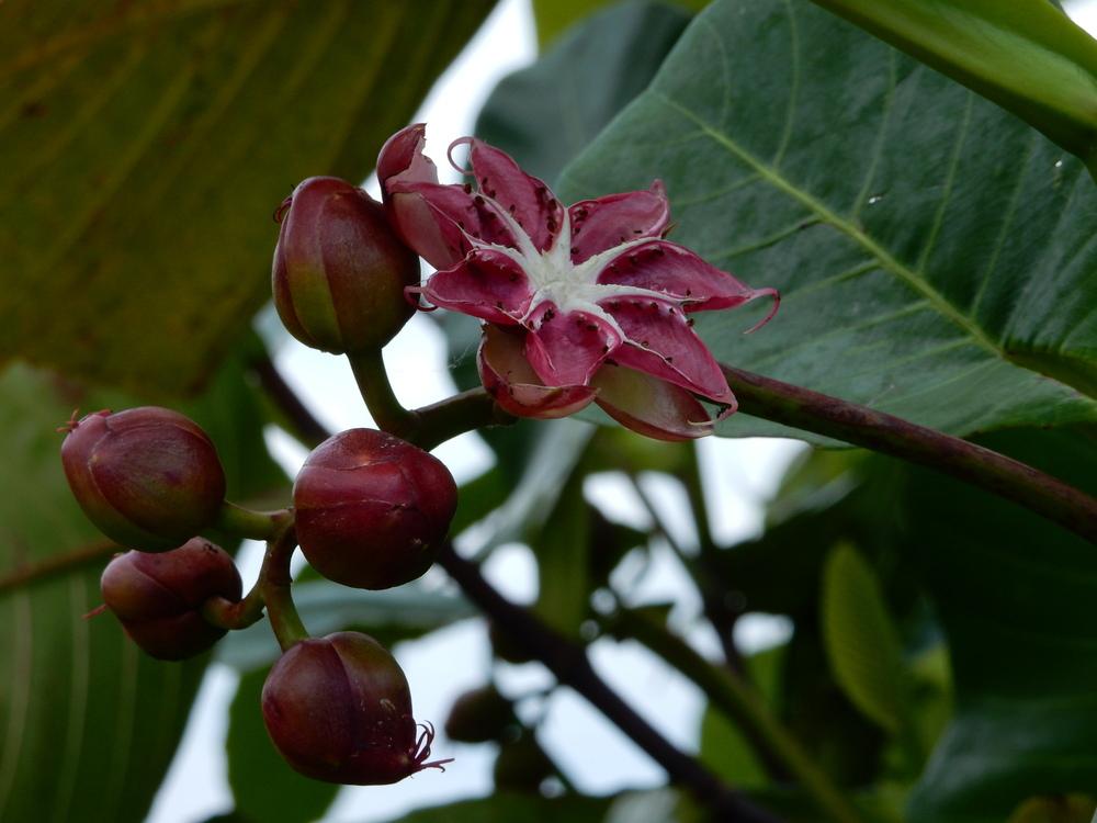 Simpoh Ayer (Dillenia suffruticosa) - Garden.org