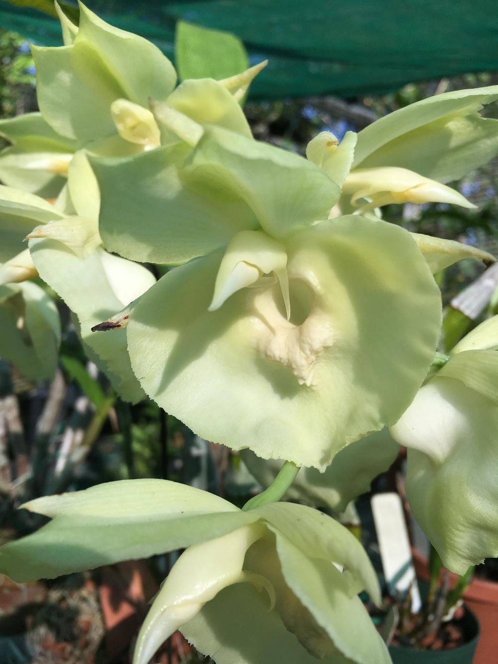 Orchid (Catasetum expansum) - Garden.org