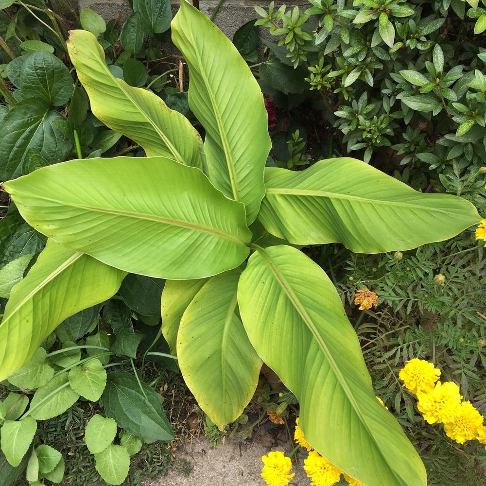 Dwarf Banana (Musa 'Truly Tiny') in the Bananas Database - Garden.org