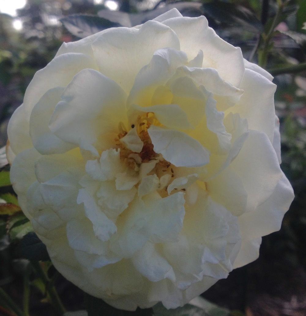 Photo of the bloom of Rose (Rosa 'Polar Express') posted by csandt ...