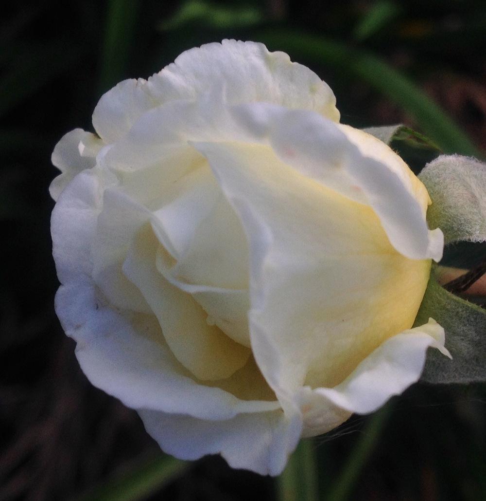 Rose (Rosa 'Polar Express') in the Roses Database - Garden.org