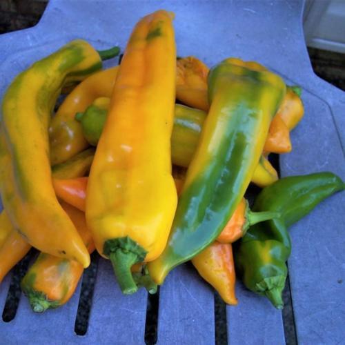Sweet Pepper (Capsicum annuum 'Golden Horn') in the Peppers Database ...
