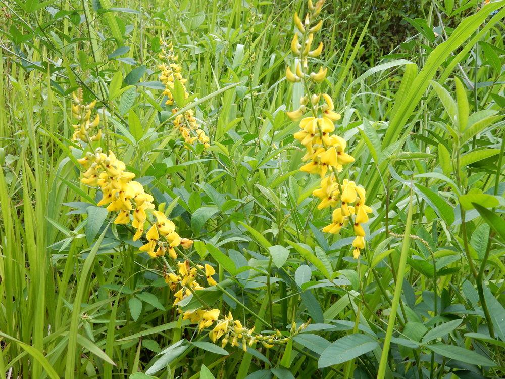 Photo of the bloom of Smooth Rattlebox (Crotalaria pallida) posted by ...