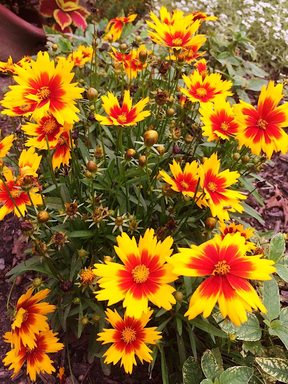 Photo of the entire plant of Tickseed (Coreopsis UpTick™ Gold & Bronze ...