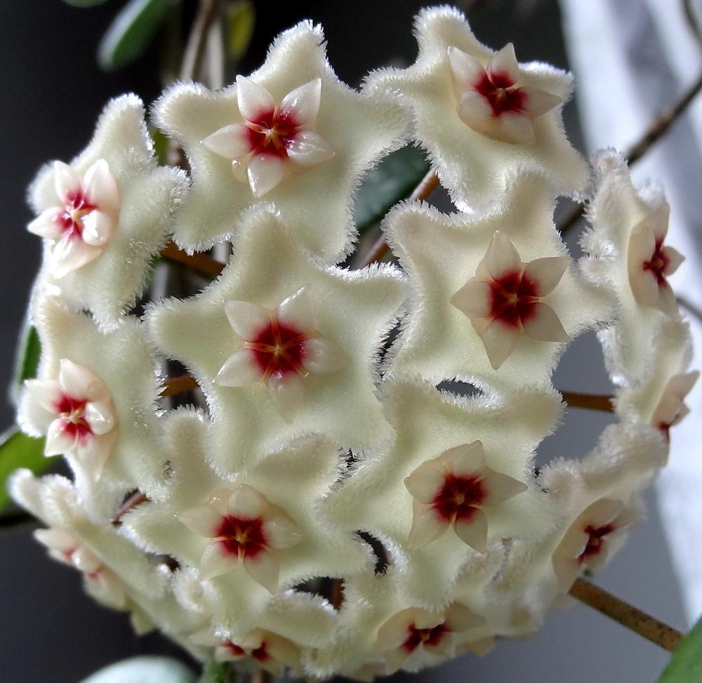 Hoyas: Plant Care and Collection of Varieties - Garden.org